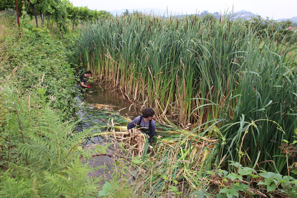 PROJETO GUARDA RIOS – Lucanus